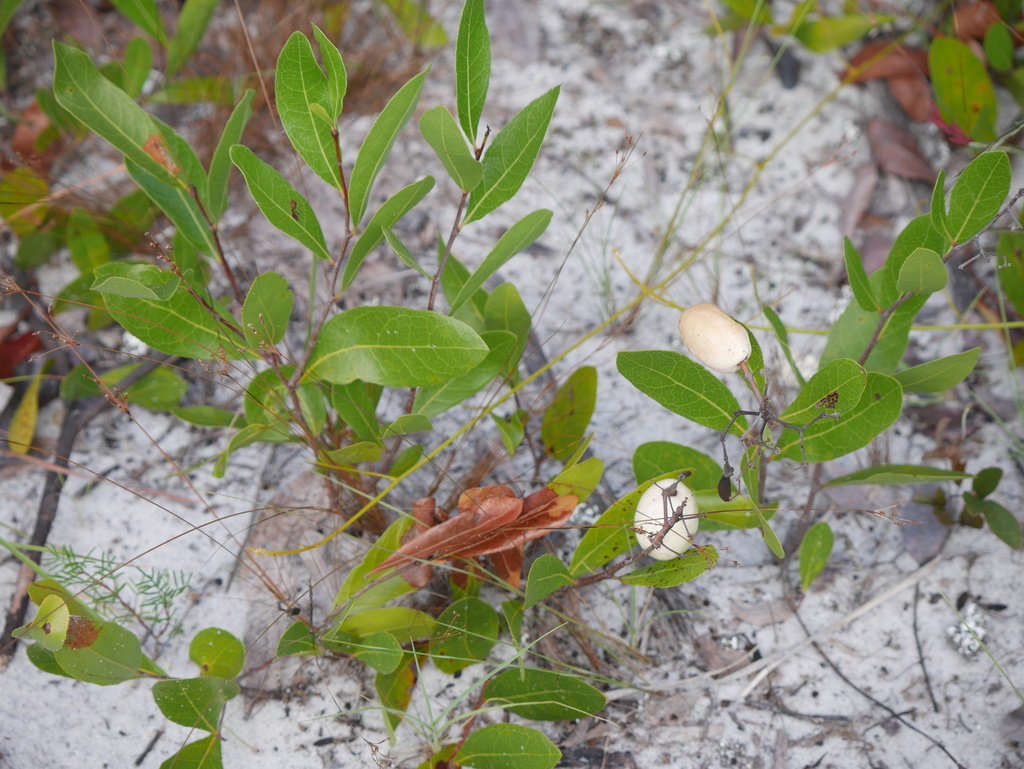 Gopher apple from Pompano Beach, FL, US on July 28, 2024 at 03:23 PM by ...