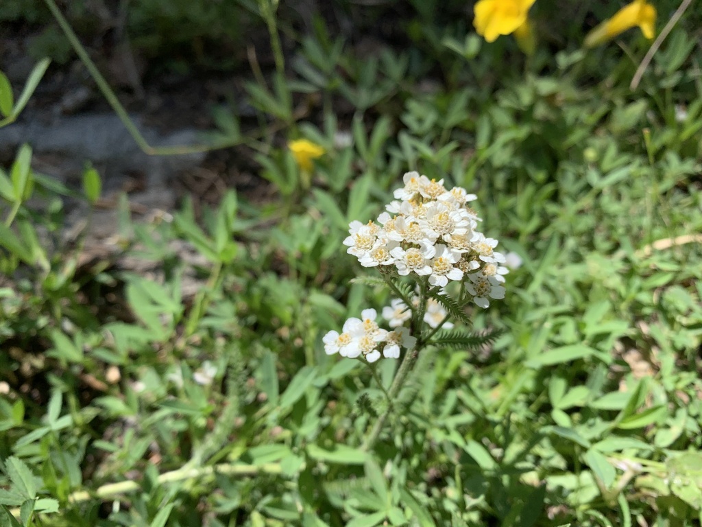 common yarrow from Mount San Jacinto State Park And Wilderness ...