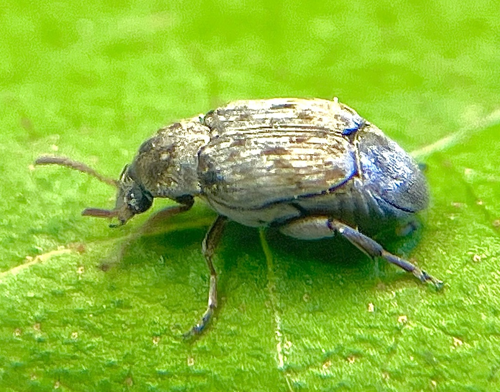 Bean Weevil from Cotswold, Charlotte, NC 28211, USA on May 20, 2024 at ...
