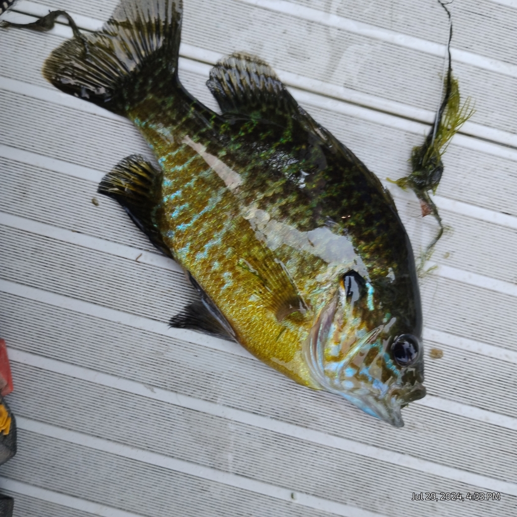Greengill Sunfish from Polk County, US-WI, US on July 29, 2024 at 04:33 ...