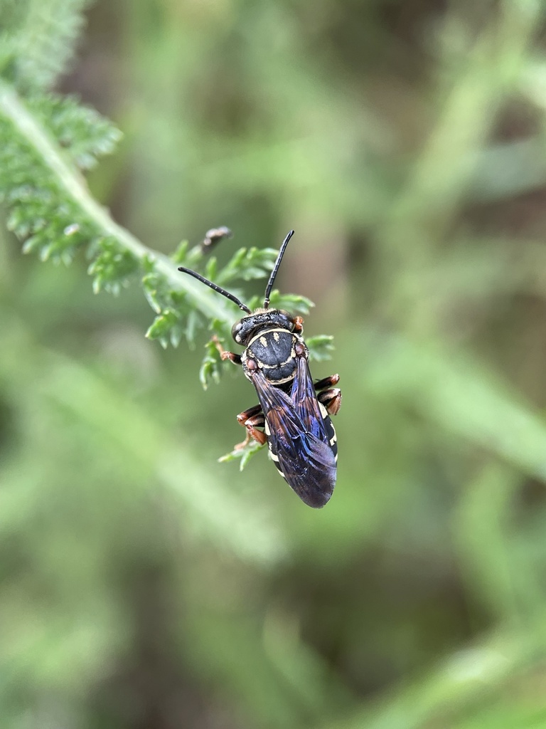 Lunate Longhorn-cuckoo Bee from Audubon Claire D. McIntosh Refuge ...