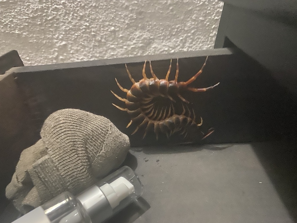 Amazonian Giant Centipede from Carrera 1A, Santa Marta, Magdalena, CO ...