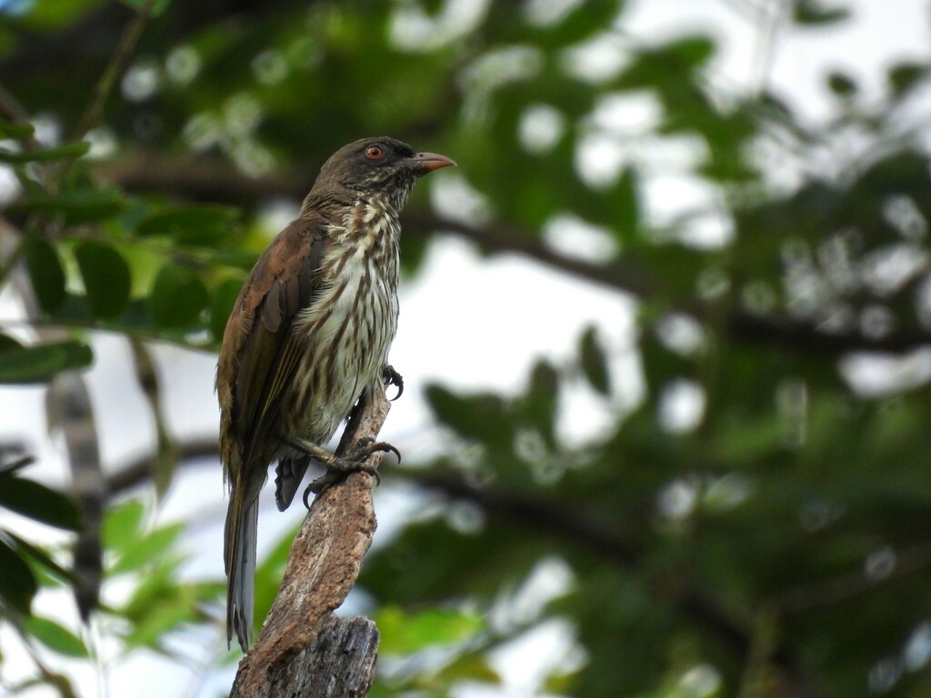 Palmchat from Los Cacicazgos, Santo Domingo, Dominican Republic on July ...