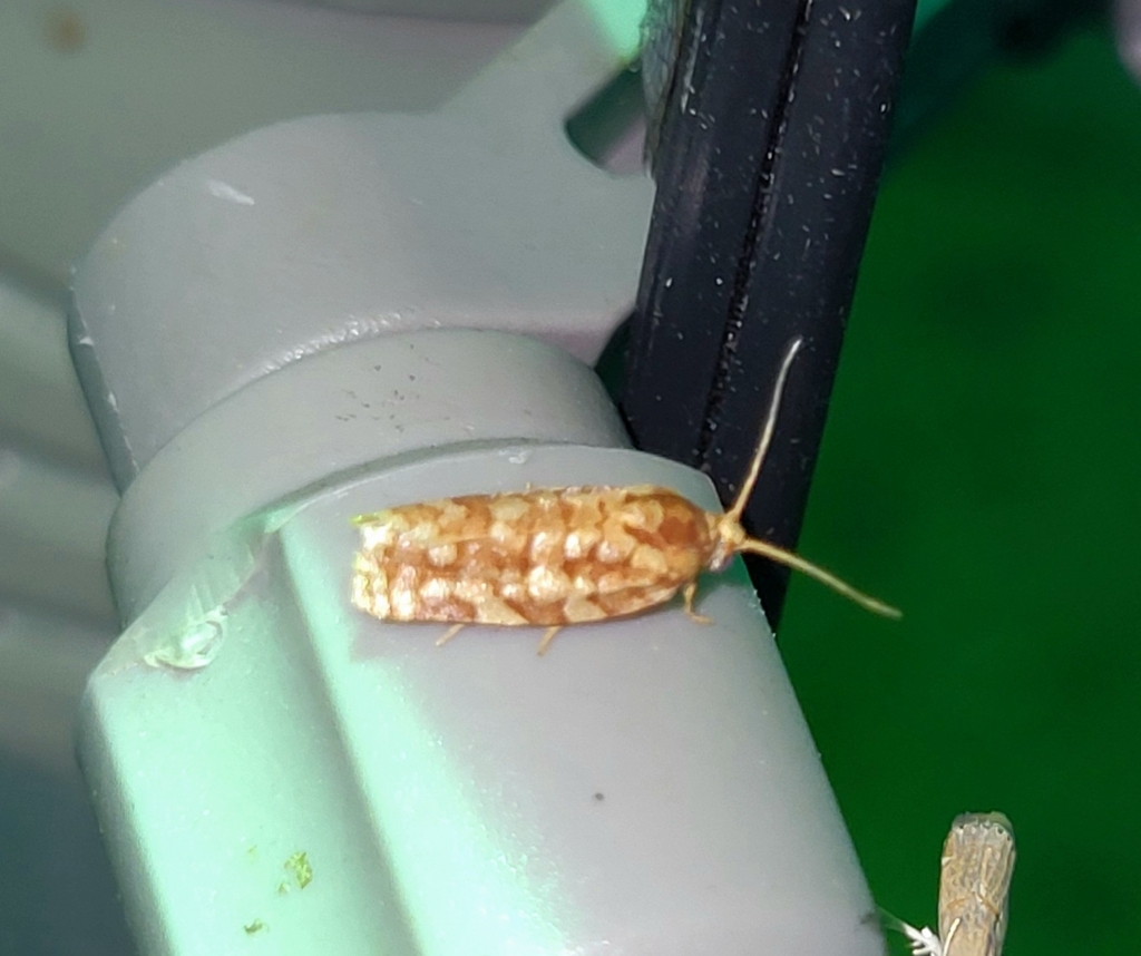 Juniper Budworm Moth from Granbury, TX 76049, USA on July 27, 2024 at ...