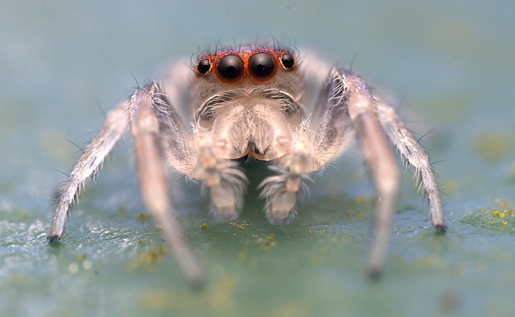 Cyclops Jumping Spider from Ruawai, New Zealand on July 25, 2024 at 02: ...