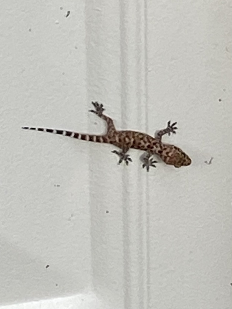 Mediterranean House Gecko from David Fort Rd, Argyle, TX, US on July 29 ...