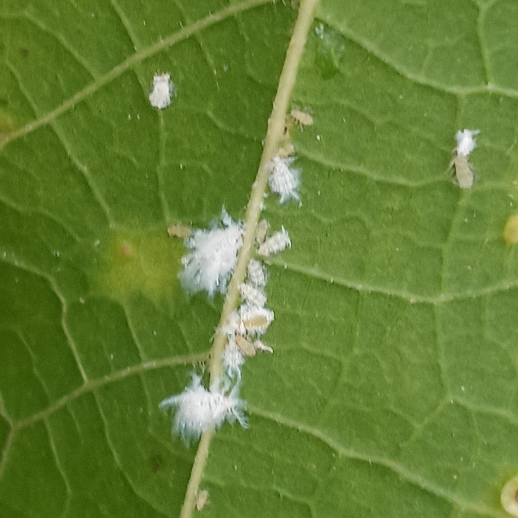 Asian Woolly Hackberry Aphid from Wicomico, Maryland, United States on ...