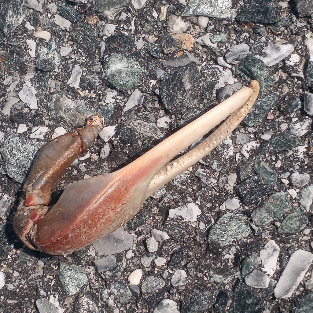 Red-jointed Fiddler Crab from Mt Vernon, MD 21853, USA on July 29, 2024 ...