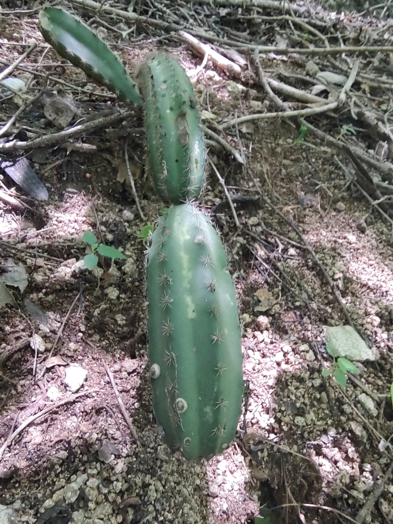 Acanthocereus hesperius in July 2024 by Diego Manzano Méndez · iNaturalist