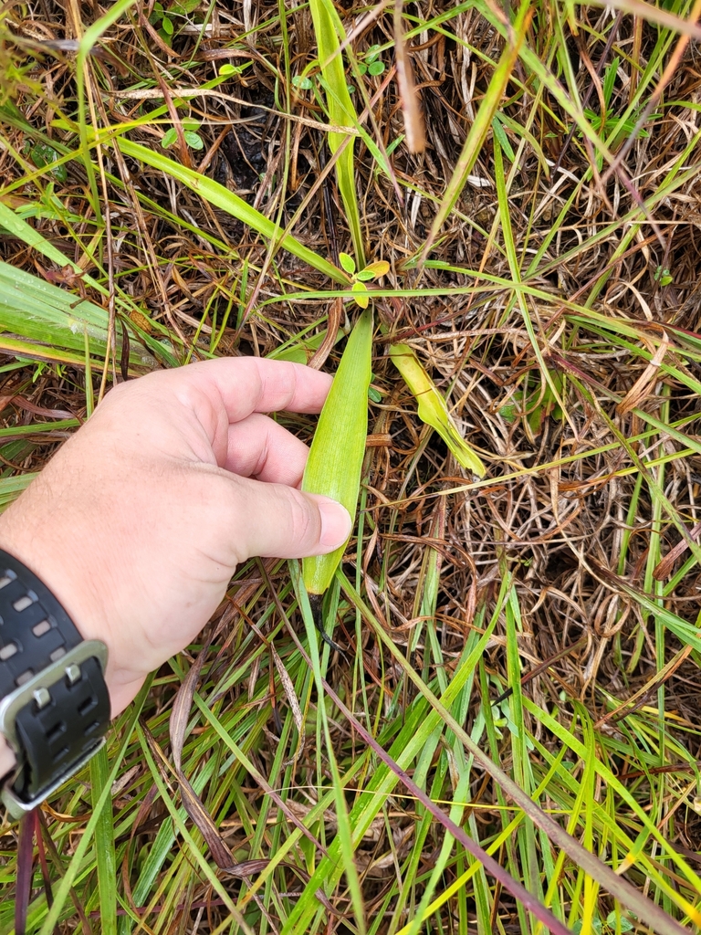 Eastern False Aloe in July 2024 by Tyson Gregory · iNaturalist
