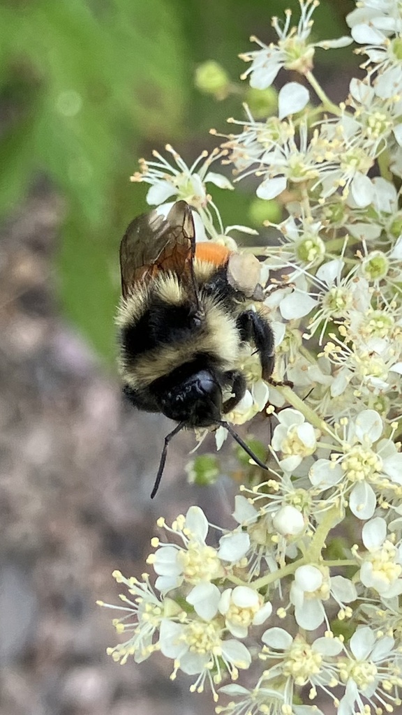 Tricolored Bumble Bee from Trunk 1, Kings, NS, CA on July 25, 2024 at ...