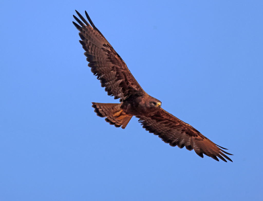 Swainson's Hawk from Cosumnes River Preserve, 13501 Franklin Blvd, Galt ...