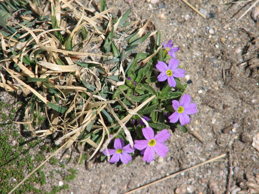 Alpine Primrose (Denver-Boulder Metro Area: Pink, Purple, Blue, Red ...