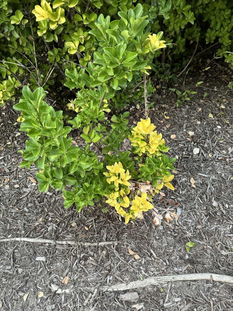 spindles from Preston Rd, Dallas, TX, US on July 29, 2024 at 08:24 PM ...