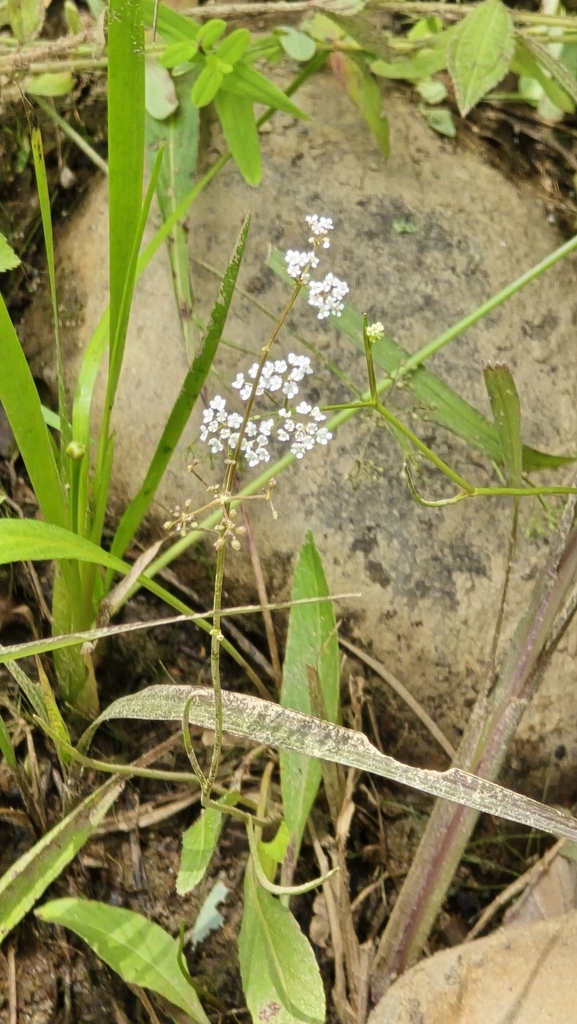 harperella in July 2024 by Samantha Heller · iNaturalist
