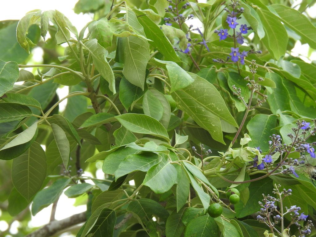 Vitex gaumeri in July 2024 by Maria Elena Martinez-Tapia · iNaturalist