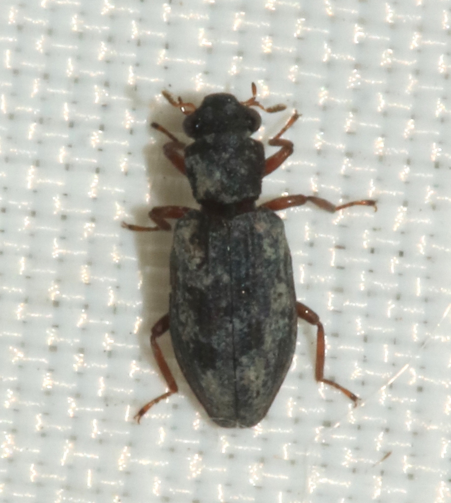 Hydrochus from Hochelaga, Montréal, QC, Canada on July 28, 2024 at 10: ...