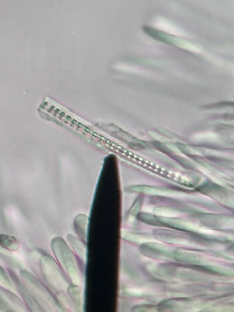 Phormidiaceae from Mill Dam Rd, Wallops Island, VA, US on July 29, 2024 ...