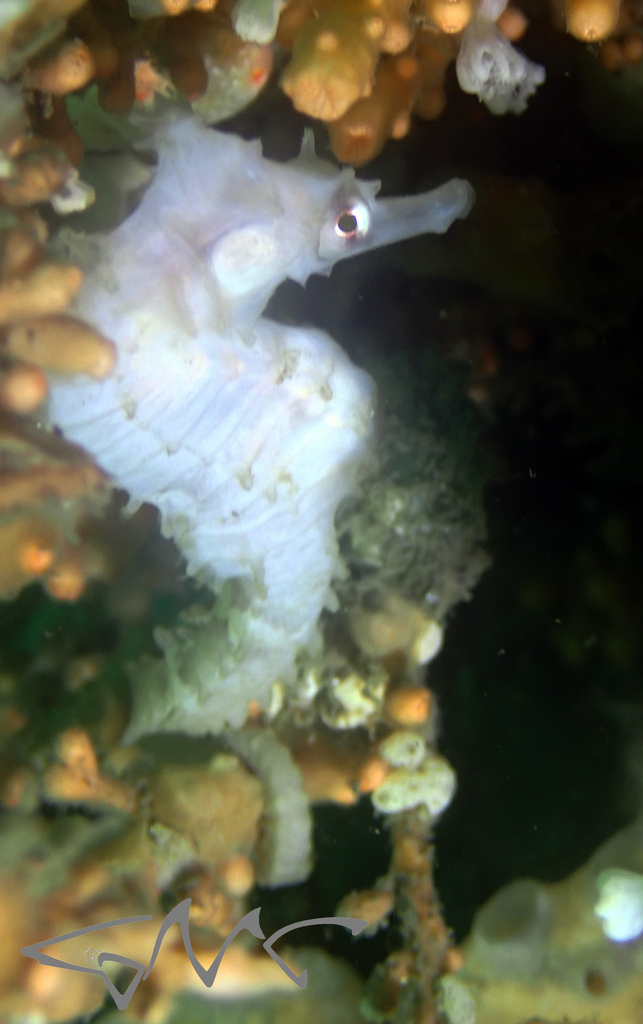 White's Seahorse from Fly Point Dive on July 26, 2024 at 12:51 PM by ...