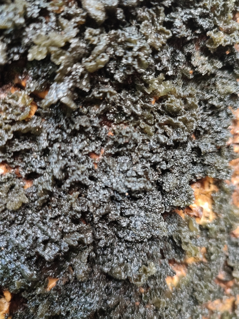 Tree Jelly from Coronation Road, Hillcrest, Auckland 0627, New Zealand ...