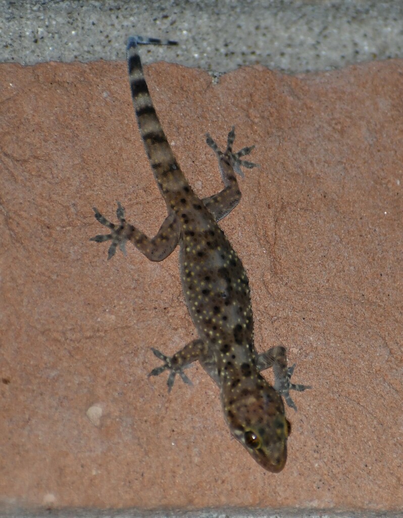 Mediterranean House Gecko from Starr County, TX, USA on July 29, 2024 ...