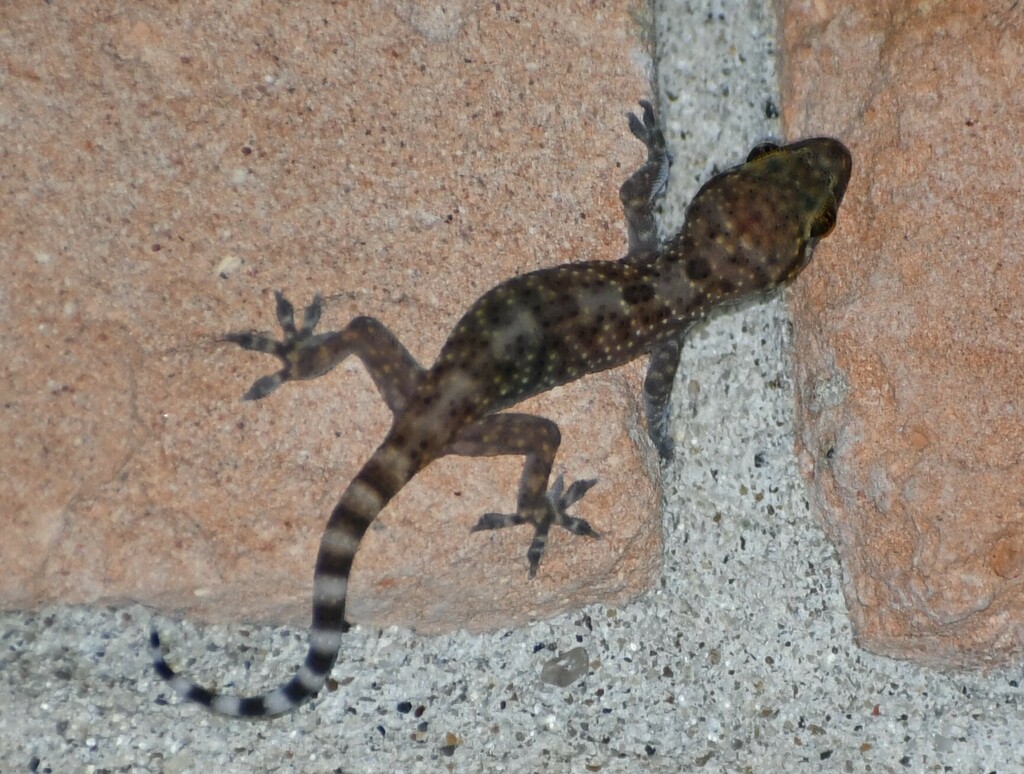 Mediterranean House Gecko from Starr County, TX, USA on July 29, 2024 ...