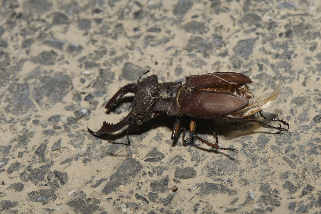 Lucanus fortunei from 杭州临安大源塘水库 on July 22, 2024 at 04:54 PM by ...