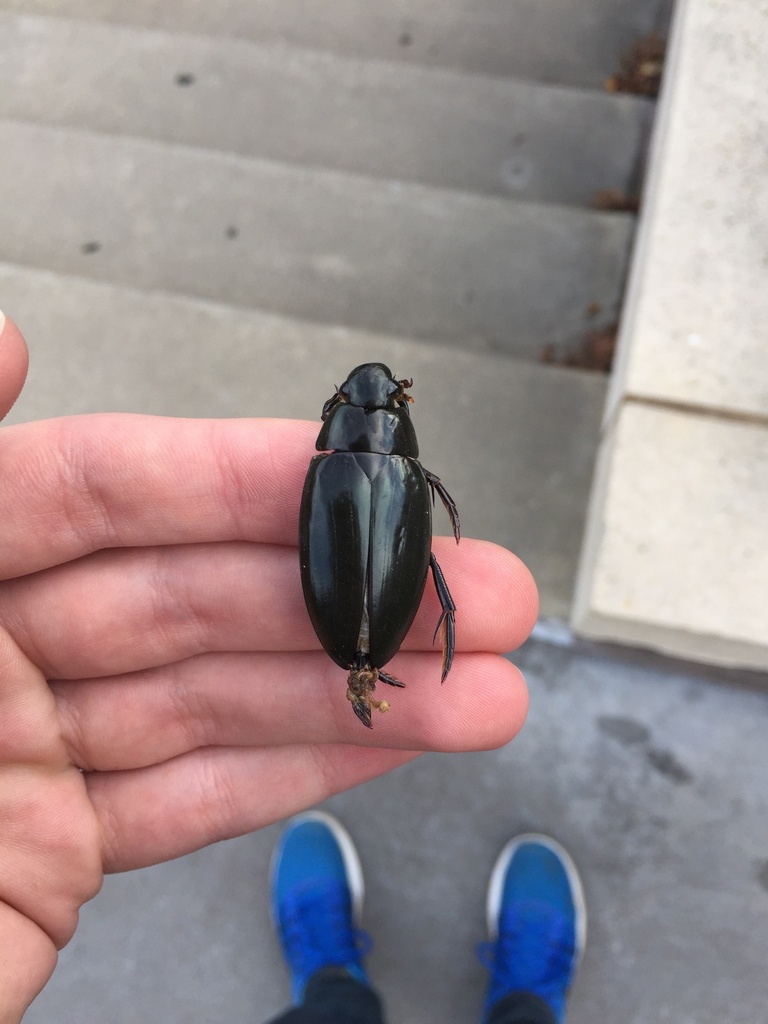 Giant Water Scavenger Beetle from University of Minnesota, Minneapolis ...