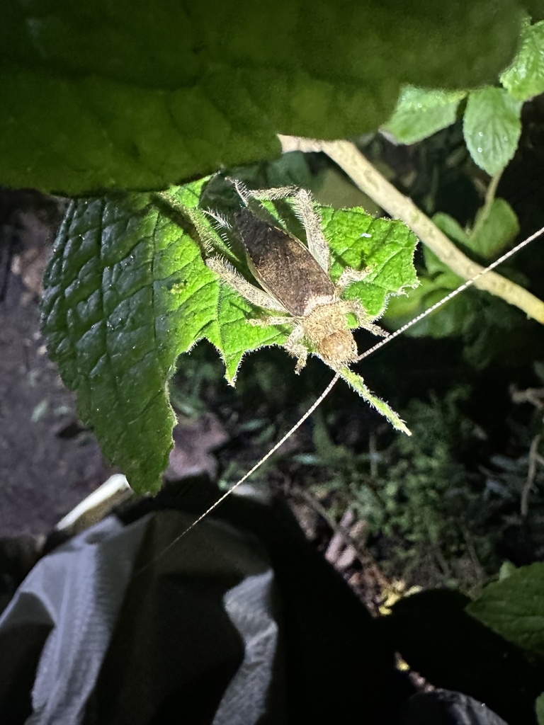 Tree Crickets and Bush Crickets from Bosque Nuboso Monteverde ...