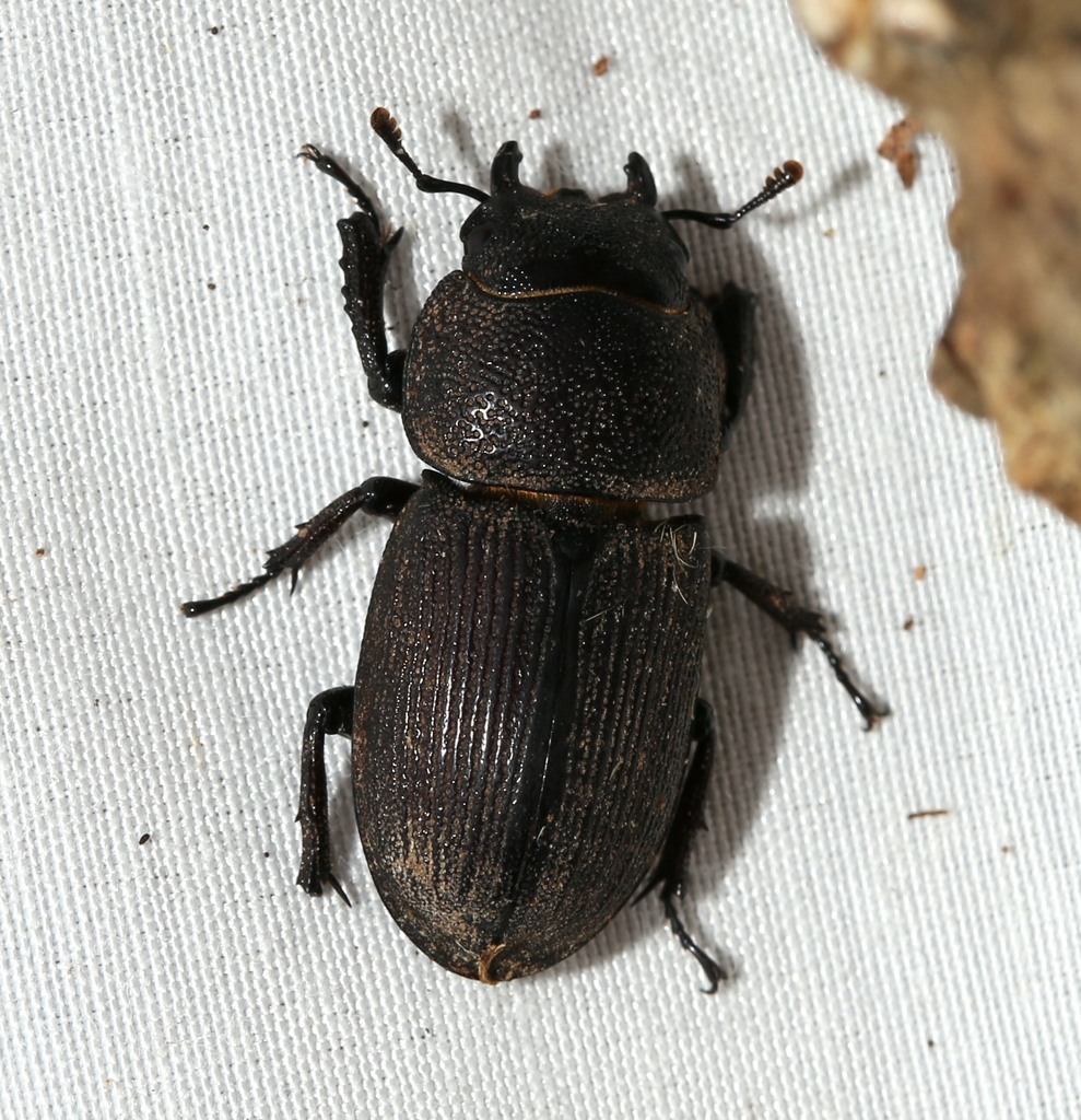 Eastern American Stag Beetle from White Pines Nature Preserve, 548 S ...