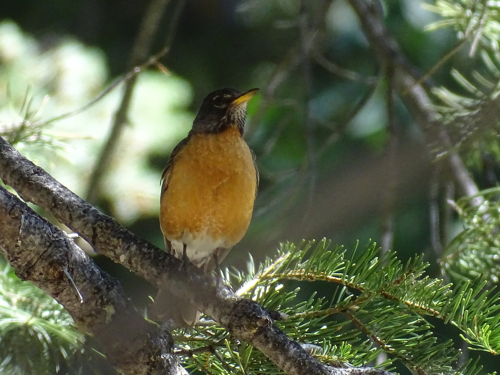 American Robin from El Dorado County, CA, USA on July 27, 2024 at 03:21 ...