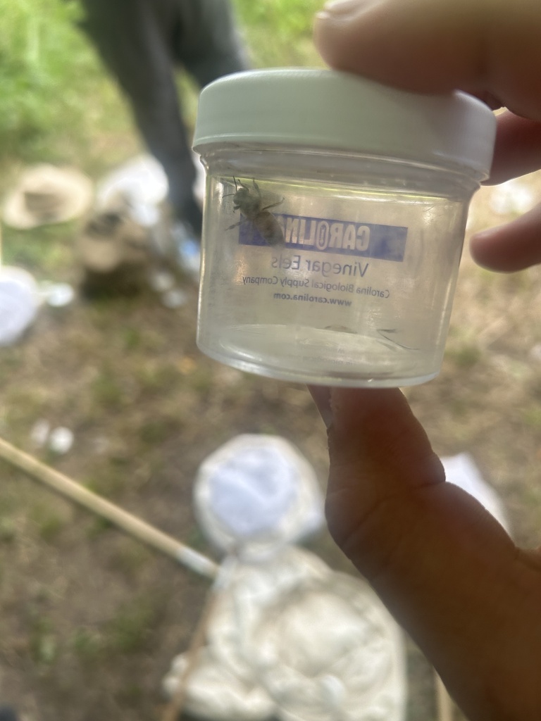Western Honey Bee from Oxley Nature Center, Tulsa, OK, US on June 18 ...