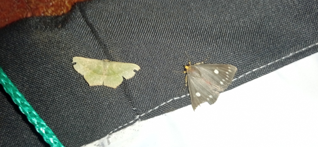 Butterflies and Moths from Bhare, Maharashtra 412115, India on July 27 ...
