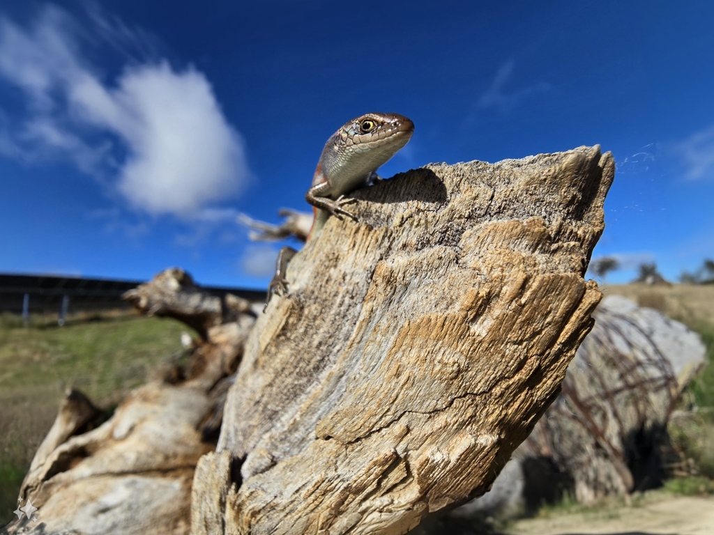 Southern Rainbow Skink from Wuuluman NSW 2820, Australia on July 29 ...