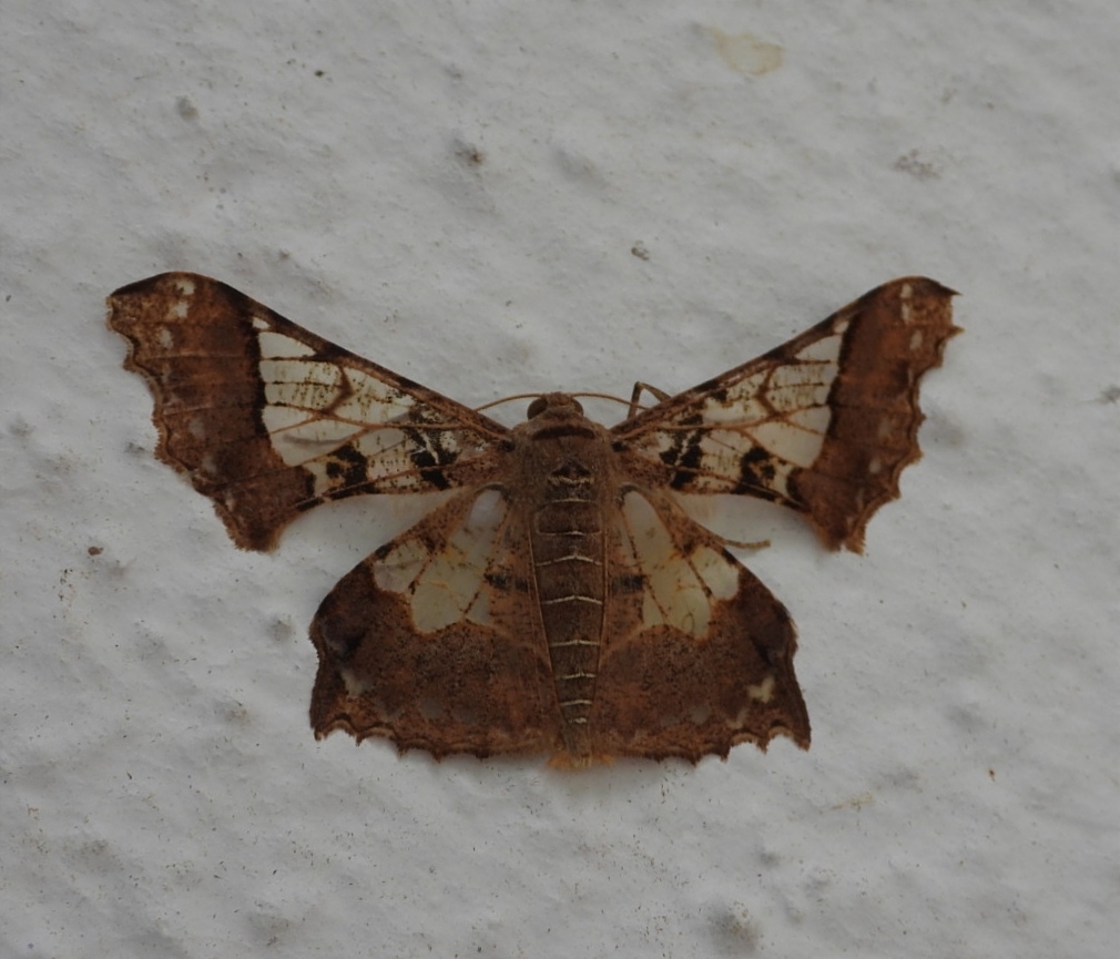 Krananda semihyalina from Bukit Fraser, 49000 Bukit Fraser, Pahang ...