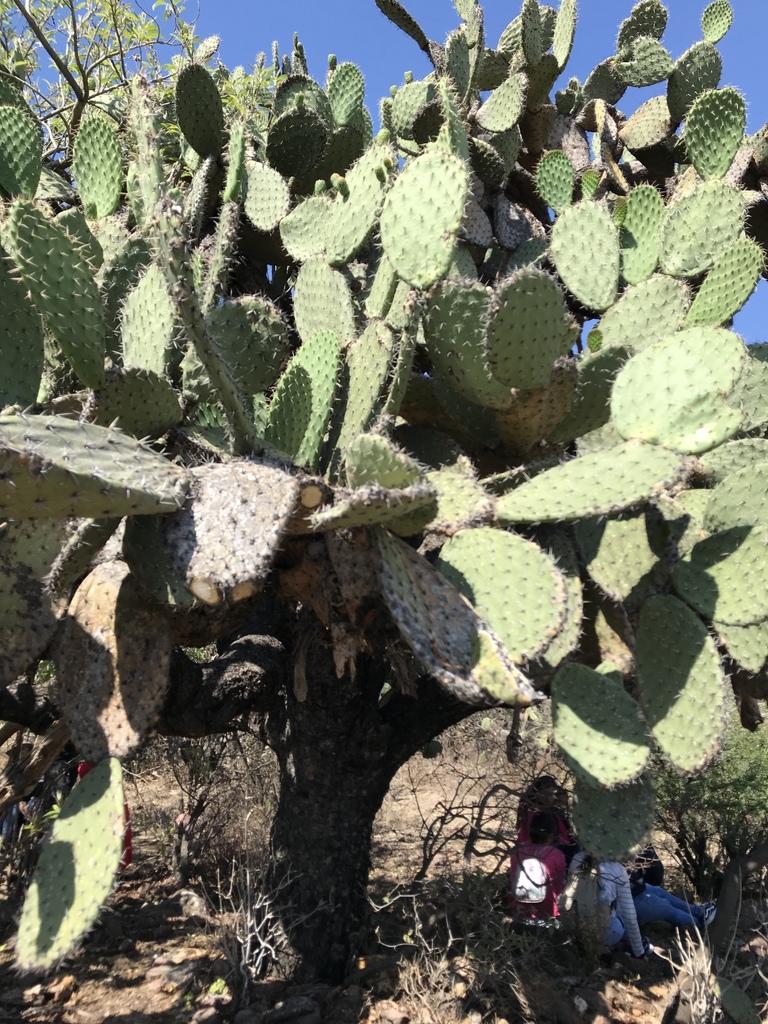 Opuntia streptacantha from Santiago de Querétaro, Santiago de Querétaro ...
