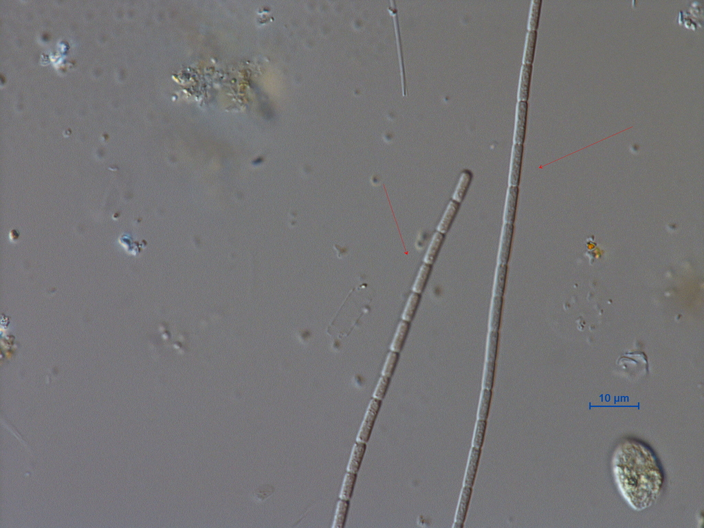 Pseudanabaena from 57480 Contz-les-Bains, France on September 16, 2020 ...