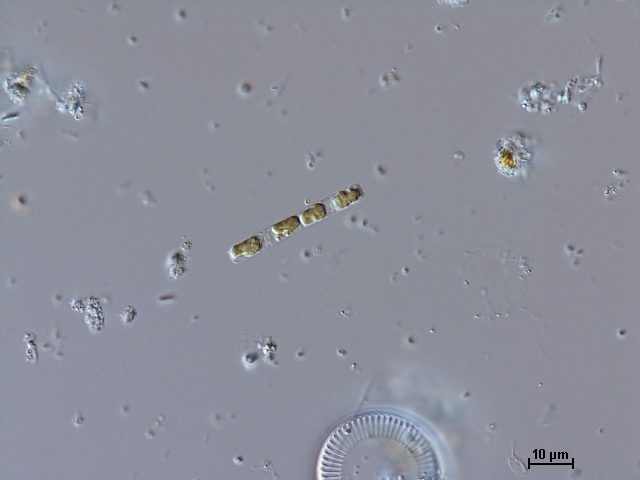 Skeletonema potamos from 57480 Rettel, France on October 13, 2020 at 12 ...