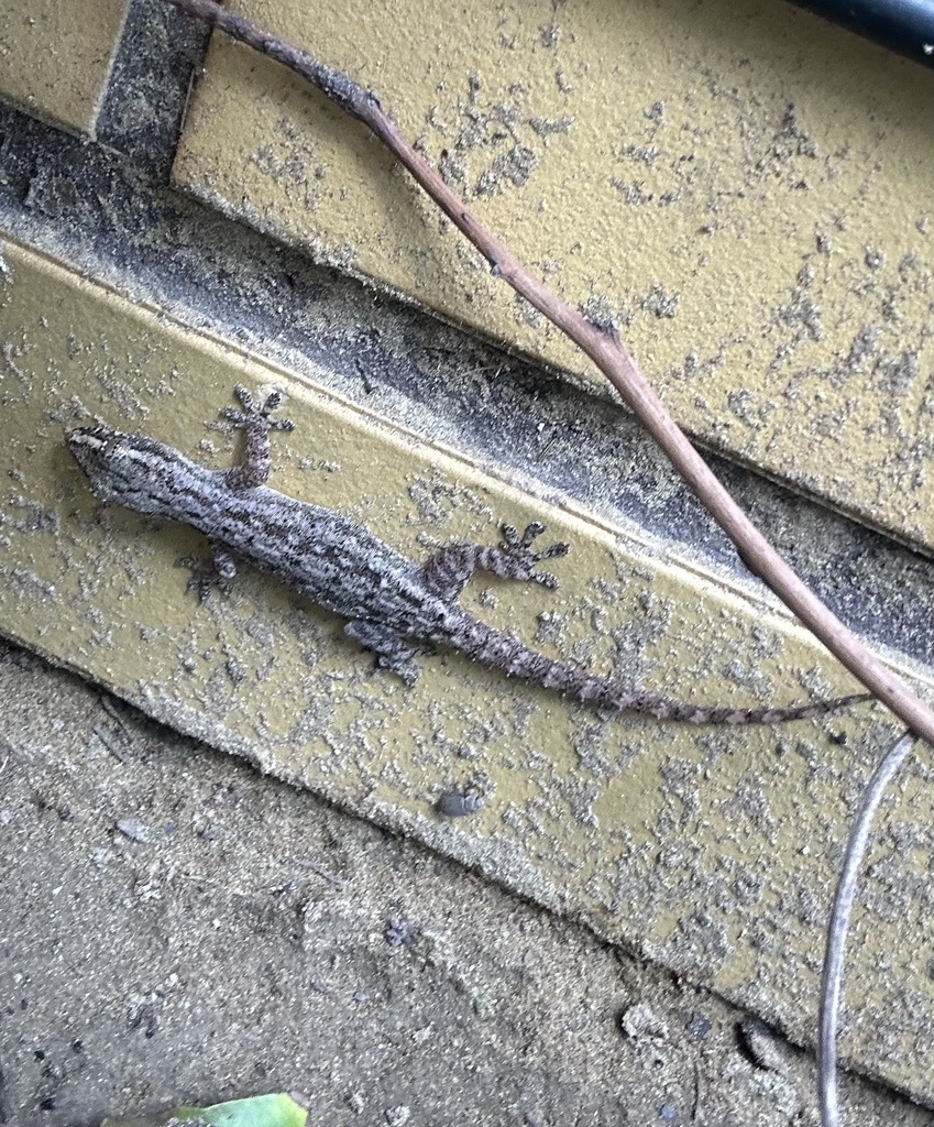 Asian House Gecko from National Cheng Kung University, East District ...