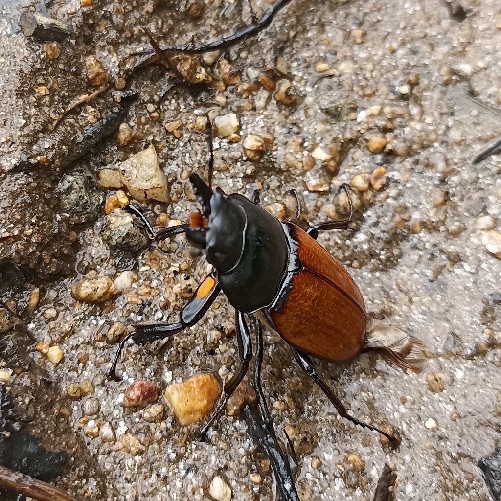 Neolucanus castanopterus from 36HQ+H4C, Munsyari, Uttarakhand 262554 ...