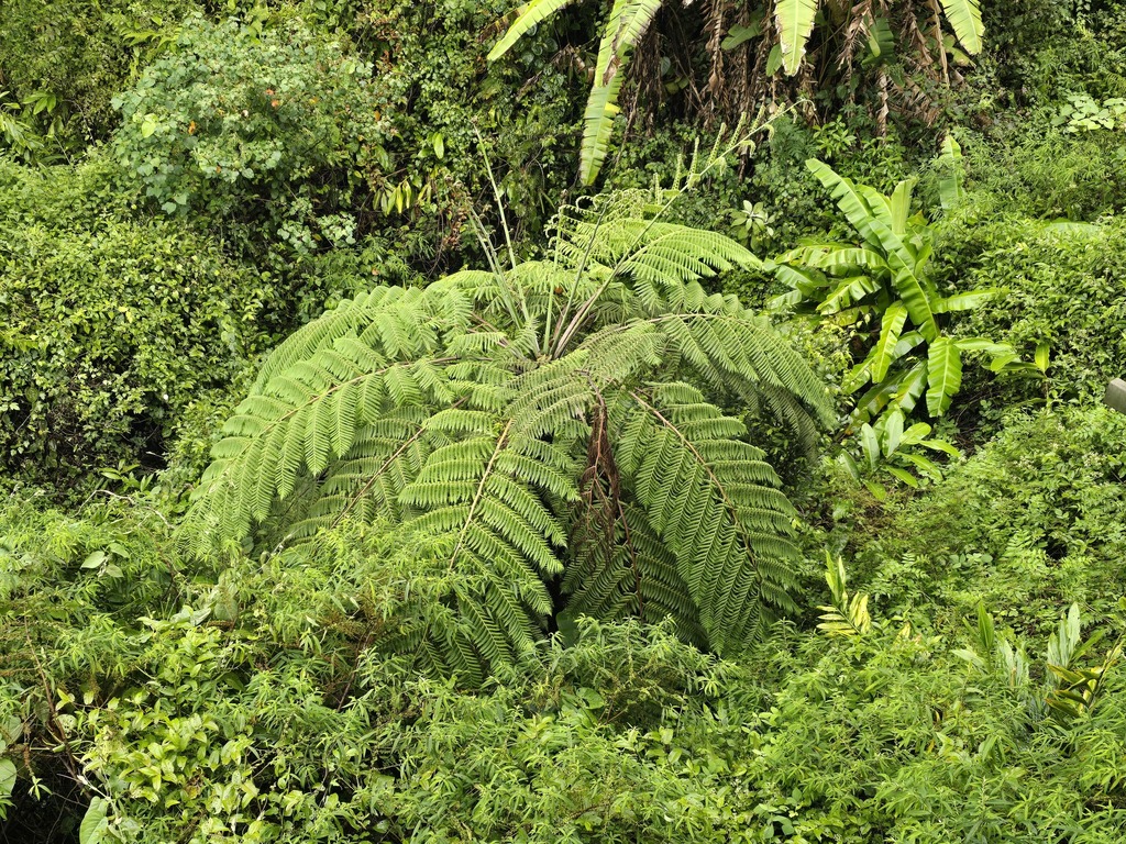 scaly tree ferns from 马来西亚沙巴昆達山 on July 28, 2024 at 07:06 AM by ...