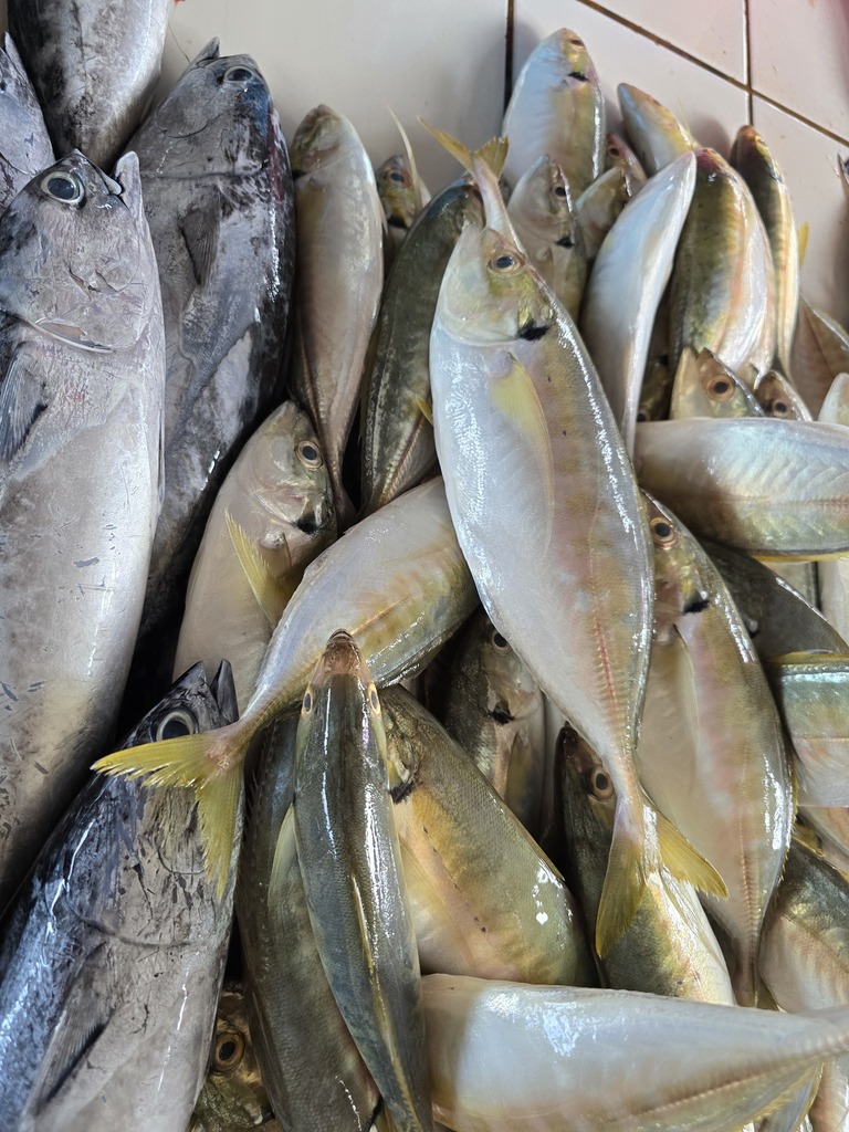 Barred Yellowtail Scad from 马来西亚沙巴古达邮政编码: 89050 on July 22, 2024 at 10: ...