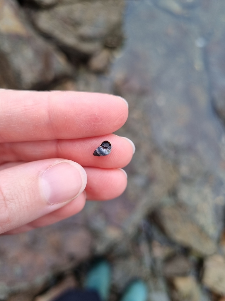 New Zealand Blue-banded Periwinkle from Waikato, New Zealand on July 19 ...