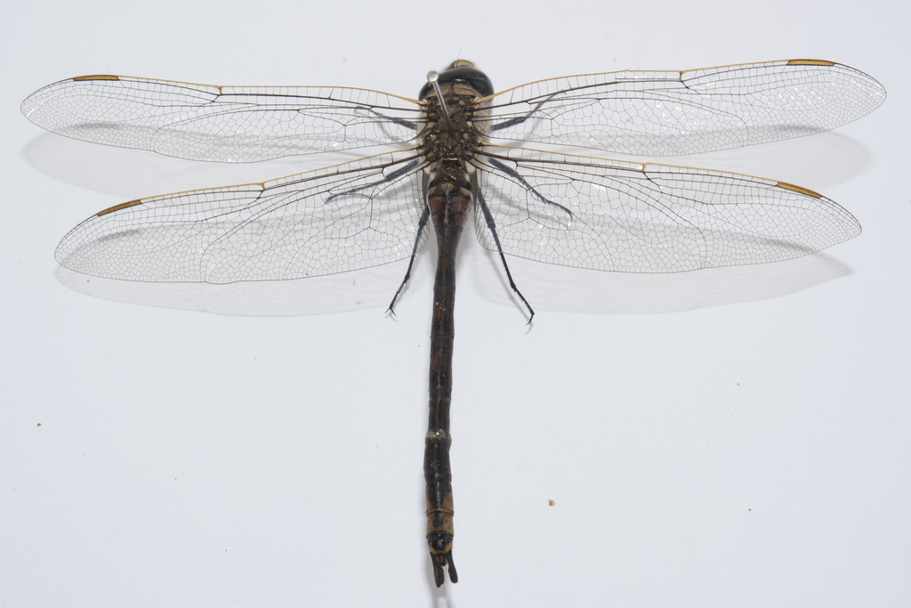 Australian Emperor from Armidale NSW 2350, Australia on July 3, 2024 at ...