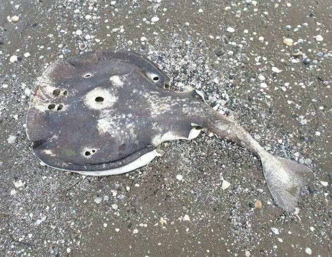 Longtail Torpedo Ray from Auckland, New Zealand on July 30, 2024 at 08: ...