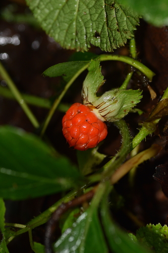 Rubus calycinus · NaturaLista Colombia