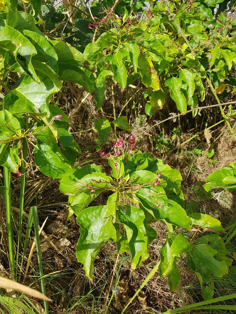 dicots from Mer Island QLD 4875, Australia on July 30, 2024 at 04:01 PM ...