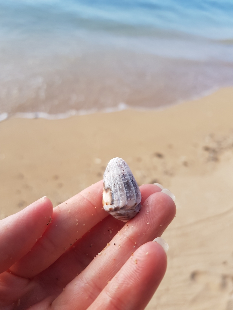 Coronated Cone from Mer Island QLD 4875, Australia on July 28, 2024 at ...