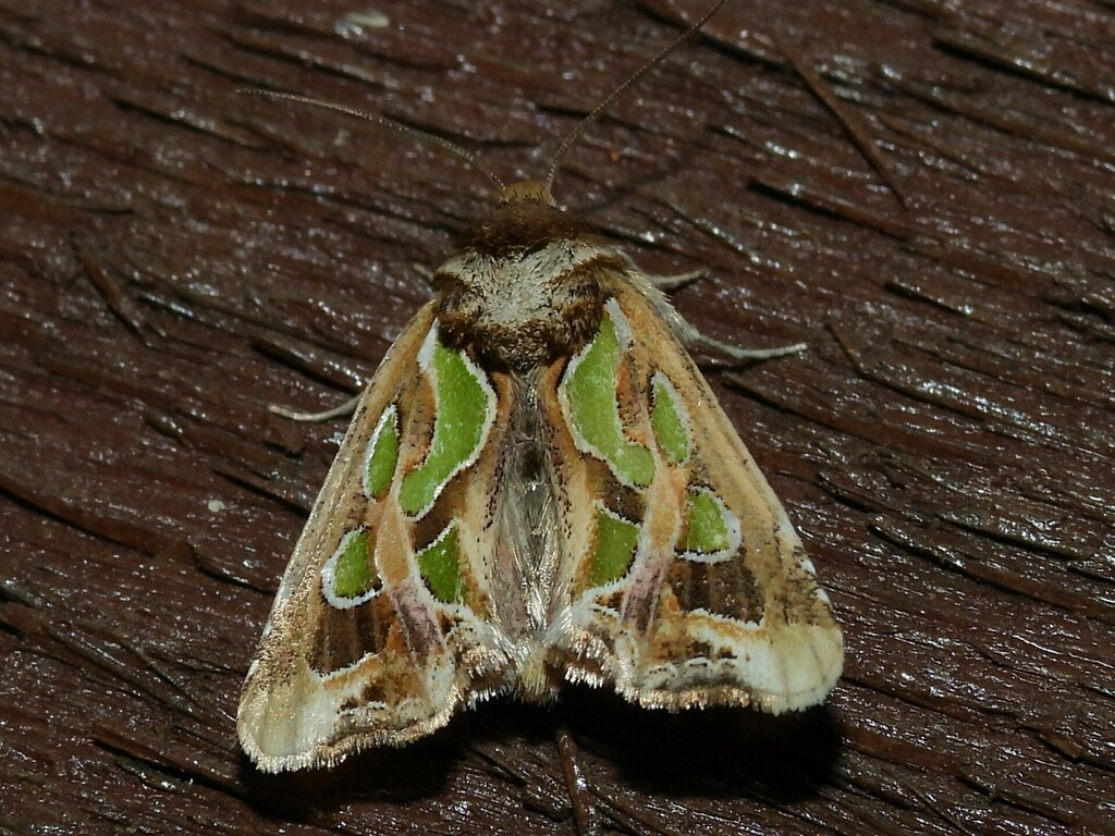 Green-blotched Moth from Coomba Park NSW 2428, Australia on July 30 ...