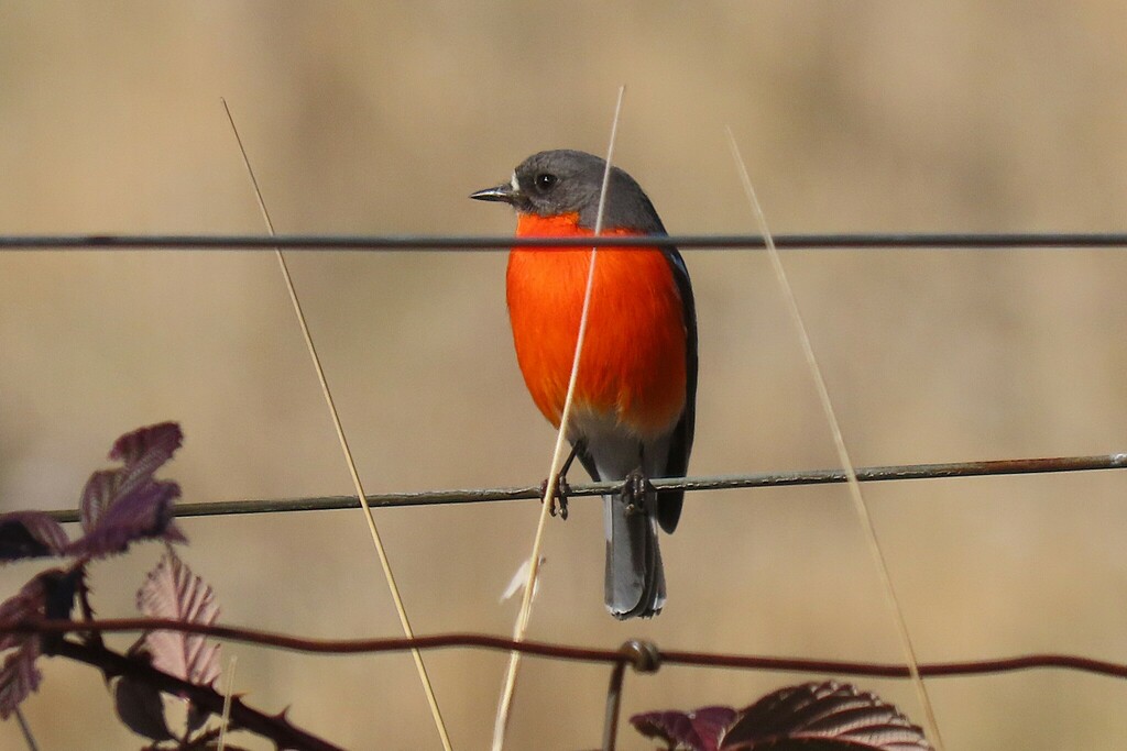 Flame Robin from Smiths Rd near Naas Rd and Spring Station, Namadgi ...